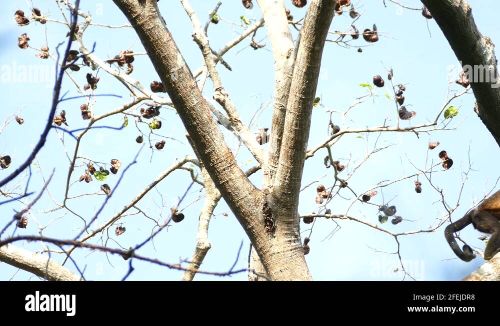 Mantled Howler Monkey clinging to a tree branch with its tail in Costa ...