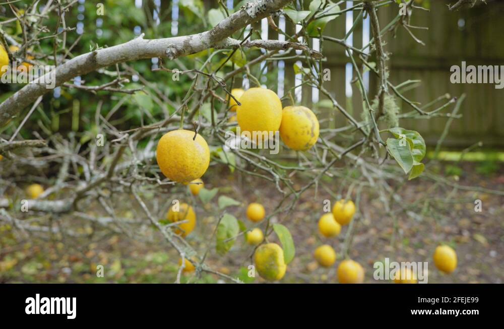 Lemontree Stock Videos & Footage - HD and 4K Video Clips - Alamy