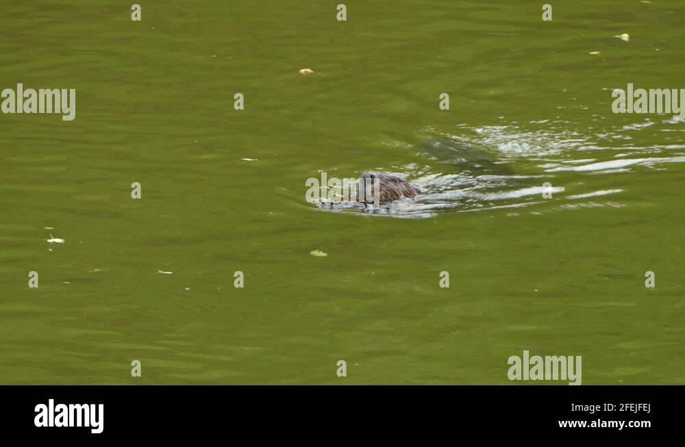 Webbed feet mammal Stock Videos & Footage - HD and 4K Video Clips - Alamy