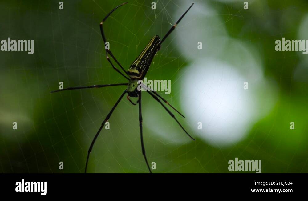 Spiders back view Stock Videos & Footage - HD and 4K Video Clips - Alamy