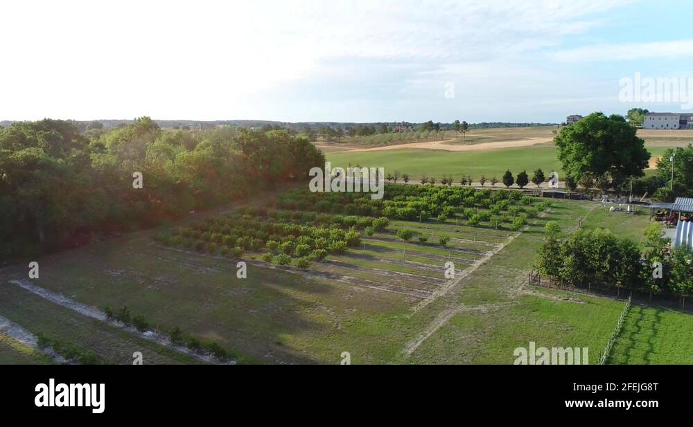 Peach trees grove Stock Videos & Footage - HD and 4K Video Clips - Alamy