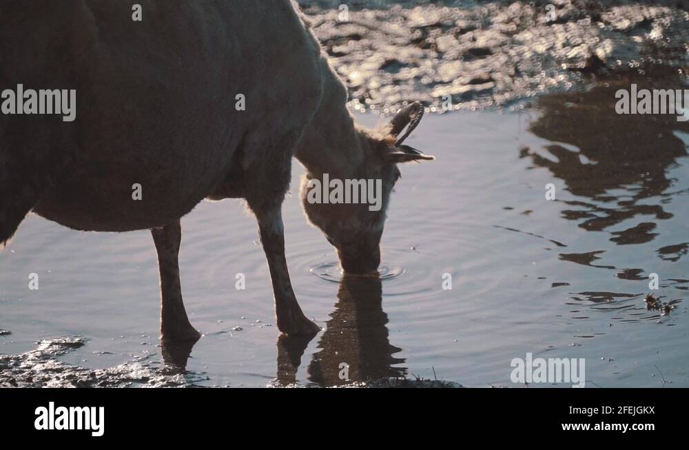 Donkey goat Stock Videos & Footage - HD and 4K Video Clips - Alamy