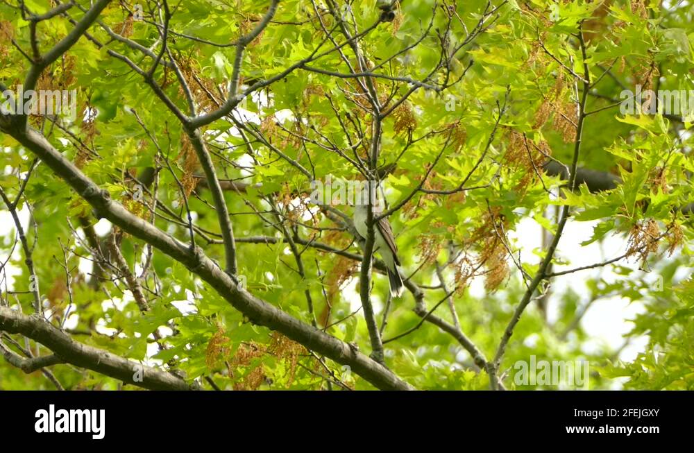 King tyrannus Stock Videos & Footage - HD and 4K Video Clips - Alamy