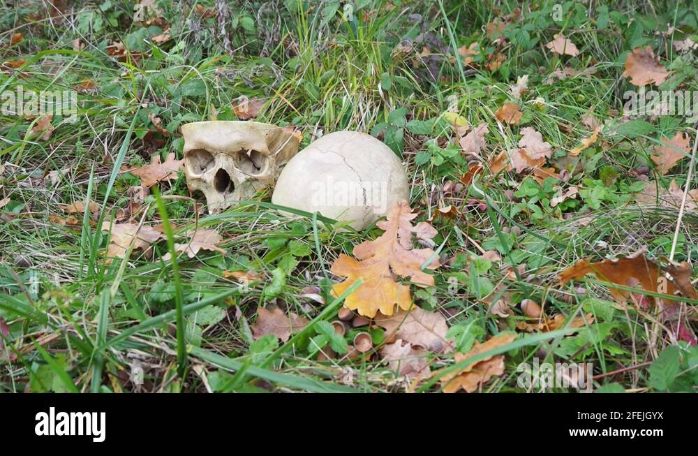 Real human skull cut on half in nature. Meadow grave crime scene Stock ...