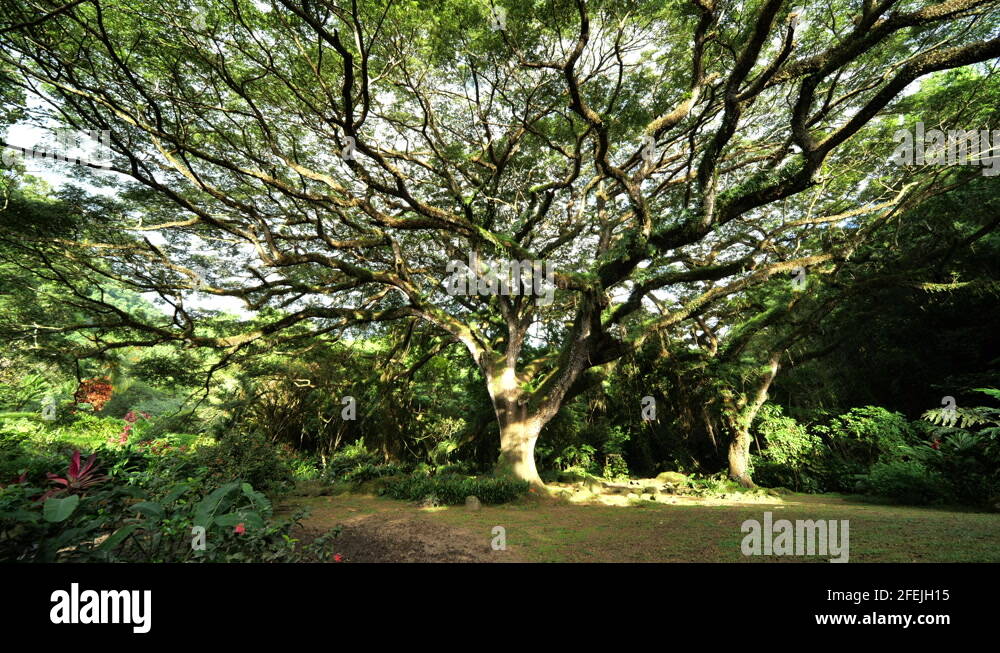 Giant tree in Ceron garden Martinique the Zamana tree big trunk and ...