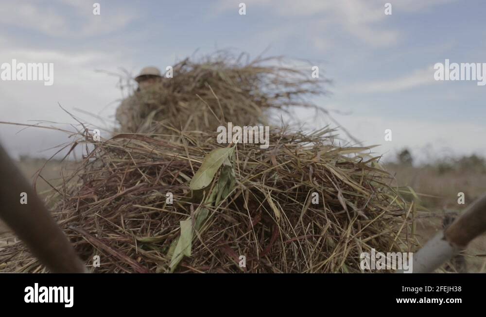 Female laborer at an organic farm stacking hay to use as mulch Stock ...
