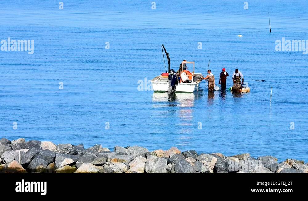 Clam harvesting Stock Videos & Footage - HD and 4K Video Clips - Alamy