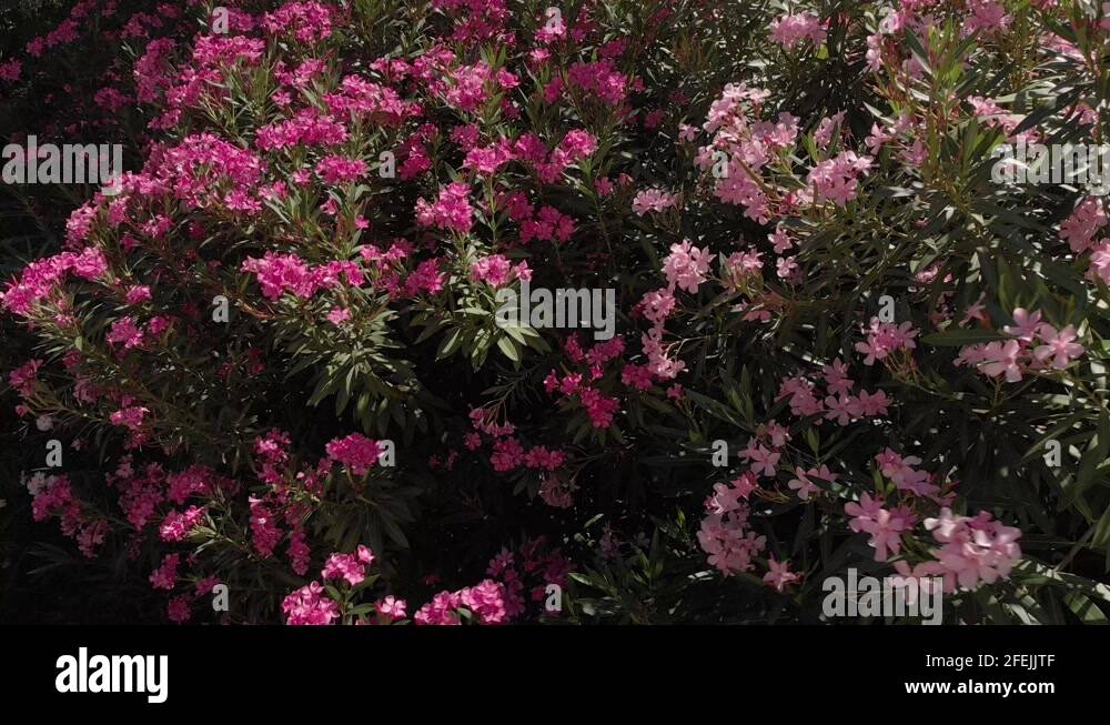 Nerium oleander hedge Stock Videos & Footage - HD and 4K Video Clips ...