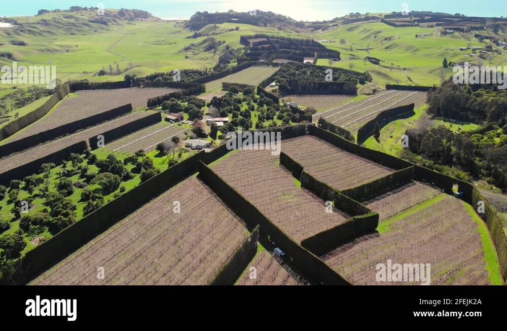 Kiwifruit farm new zealand Stock Videos & Footage - HD and 4K Video ...