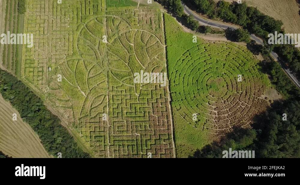 Beautiful corn field design Stock Videos & Footage - HD and 4K Video ...