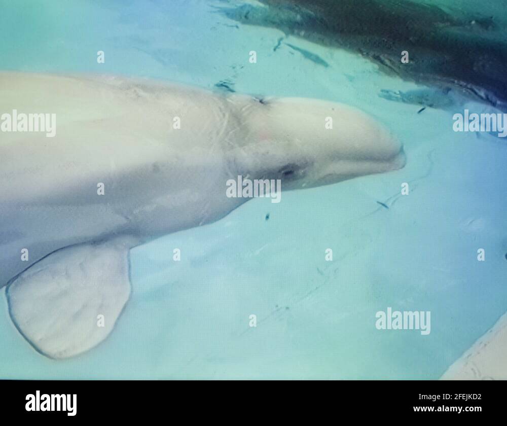 Hi8 Vintage 1996 Tape Footage Of Beluga Whale Mother At Vancouver ...