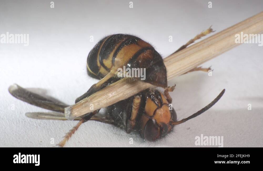 Aggressive hornet Stock Videos & Footage - HD and 4K Video Clips - Alamy