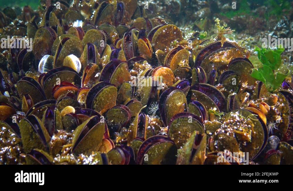 Mussel shells and barnacles Stock Videos & Footage - HD and 4K Video ...