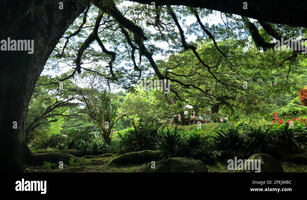 Giant tree house Stock Videos & Footage - HD and 4K Video Clips - Alamy