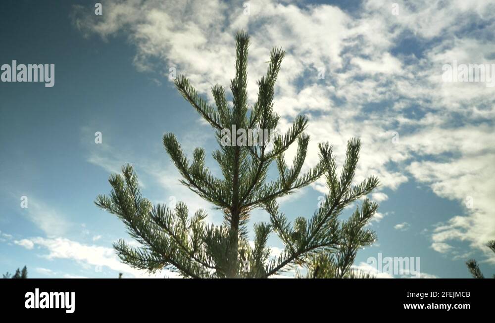 Pan shot beautiful pine tree Stock Videos & Footage - HD and 4K Video ...