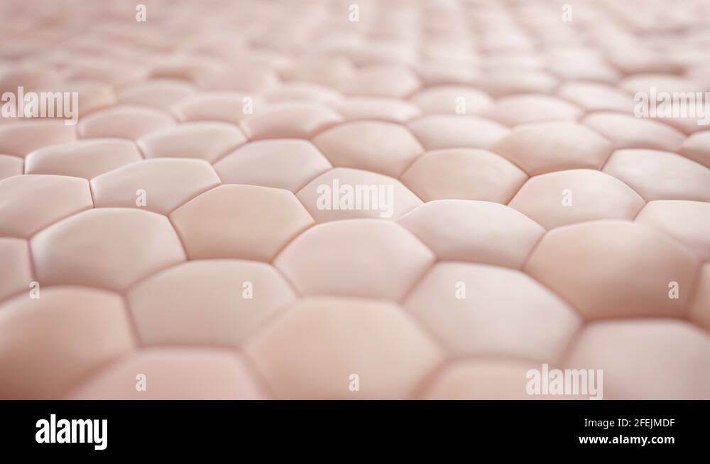 Smooth Skin After Replacing Damaged Tissues - Skin Regeneration - 3D ...