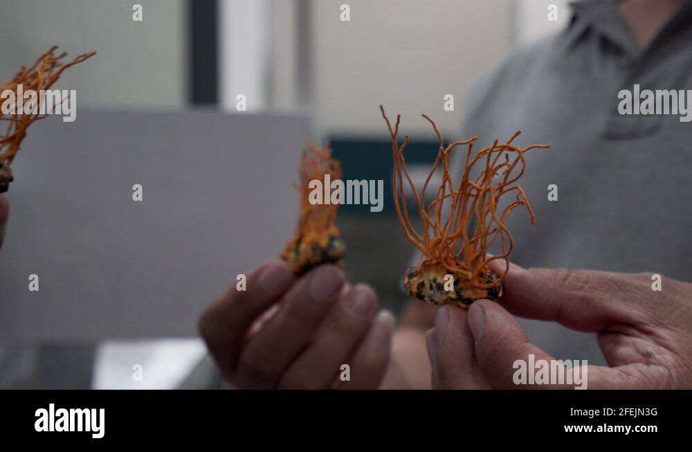 Mushroom display in laboratory at a University in China Stock Video ...