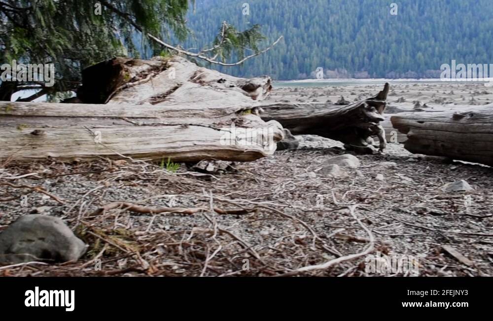 Log benches Stock Videos & Footage - HD and 4K Video Clips - Alamy