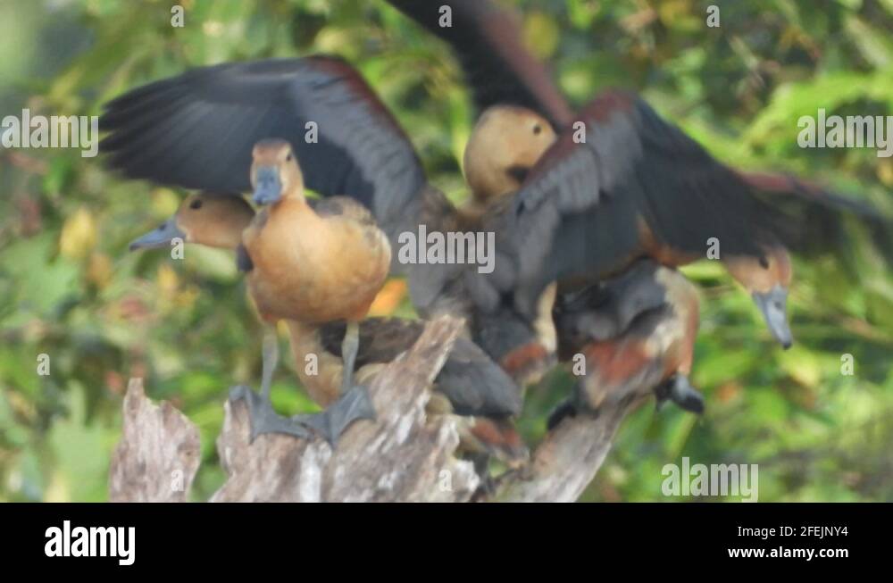 White faced tree duck Stock Videos & Footage - HD and 4K Video Clips ...