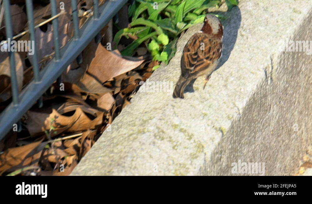 Animals in cities Stock Videos & Footage - HD and 4K Video Clips - Alamy