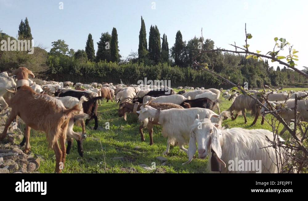 Roman countryside Stock Videos & Footage - HD and 4K Video Clips - Alamy