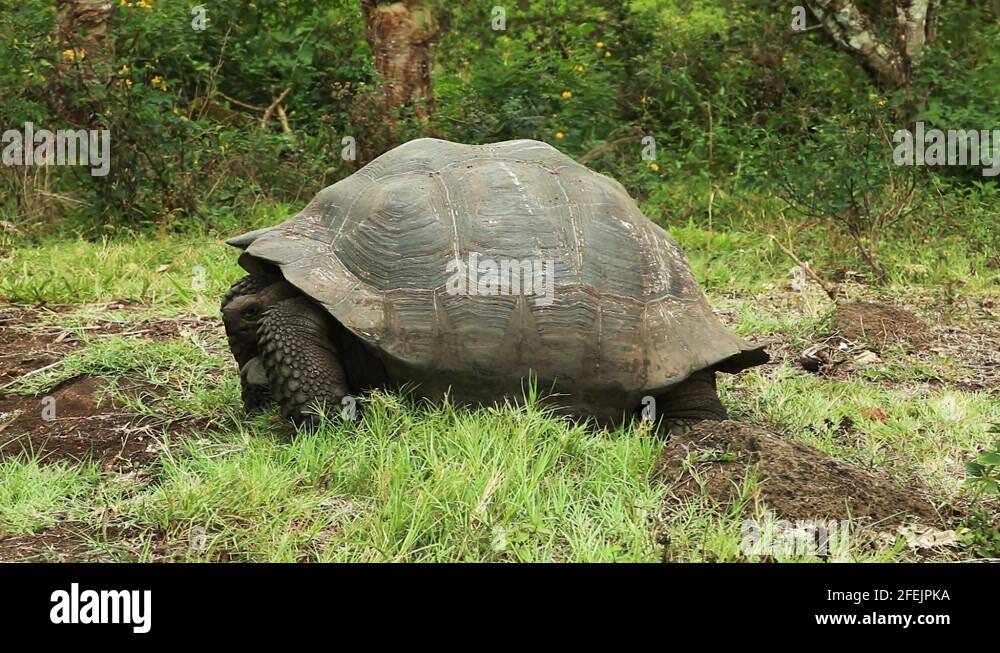 Tortoise hiding head Stock Videos & Footage - HD and 4K Video Clips - Alamy