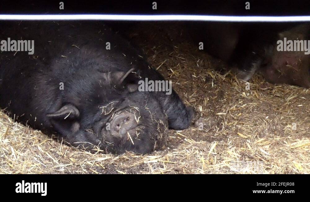 Pig shelter Stock Videos & Footage - HD and 4K Video Clips - Alamy