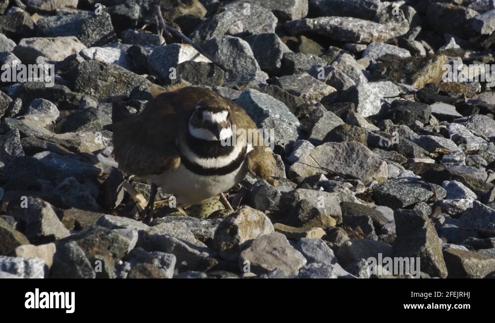 Bird protecting eggs in nest Stock Videos & Footage - HD and 4K Video ...