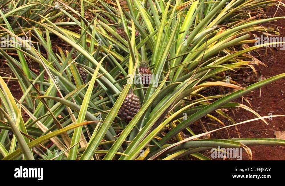 Ananas plantation Stock Videos & Footage - HD and 4K Video Clips - Alamy