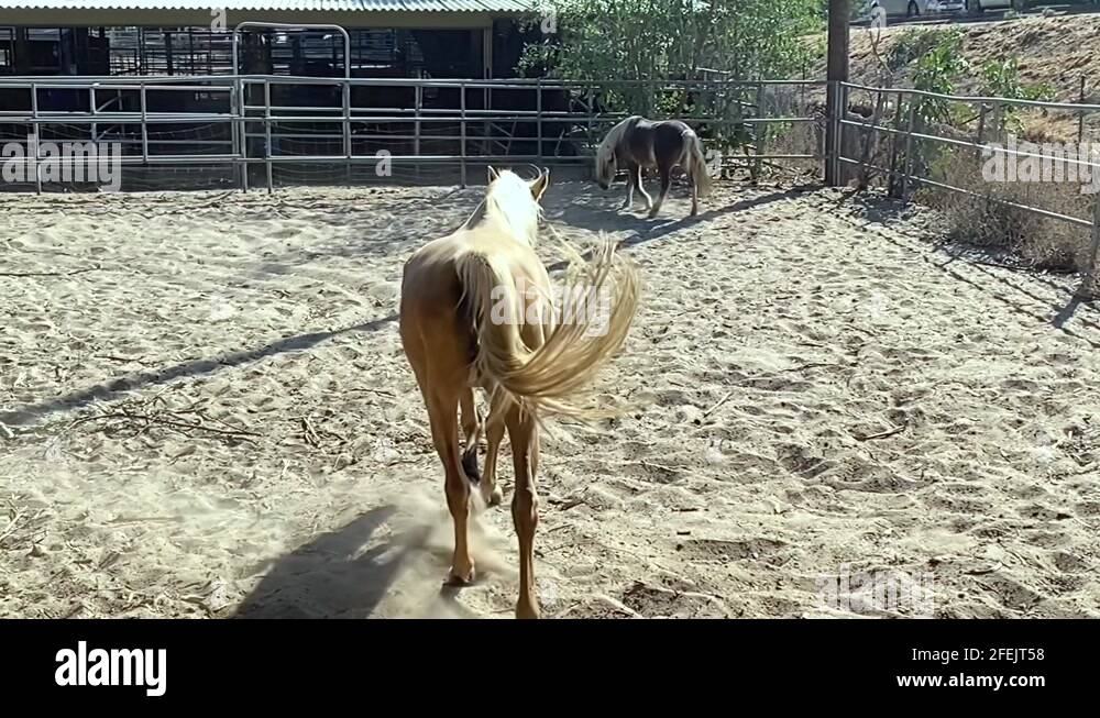 Paddock with the stables of horse farm Stock Videos & Footage - HD and ...