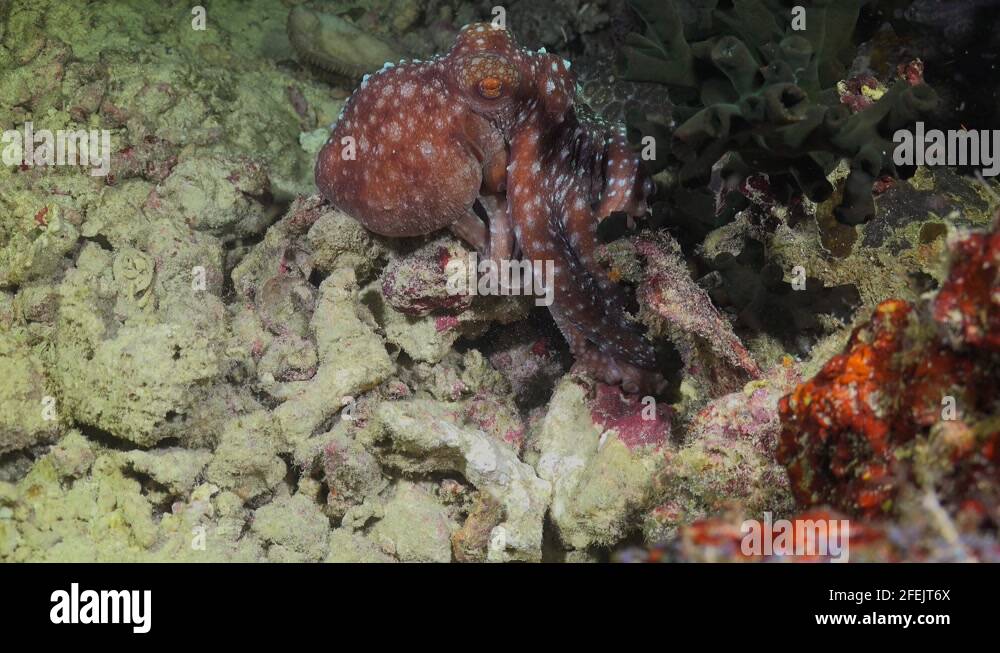 Night octopus Stock Videos & Footage - HD and 4K Video Clips - Alamy