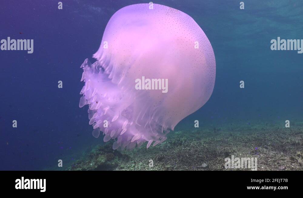 White Jellyfish pulsating in the ocean. Wide angle shot of a white ...