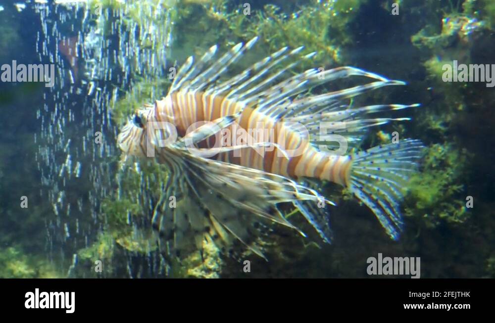 Sad fish Stock Videos & Footage - HD and 4K Video Clips - Alamy
