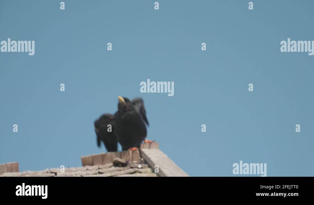 Raven mountains Stock Videos & Footage - HD and 4K Video Clips - Alamy