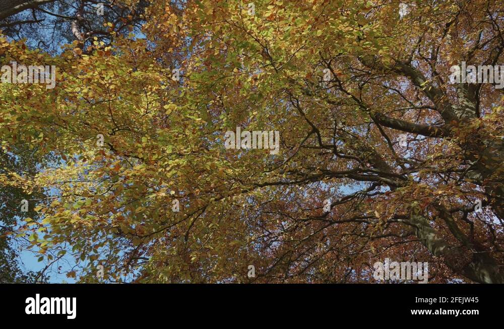 Beech tree with golden leaves Stock Videos & Footage - HD and 4K Video ...