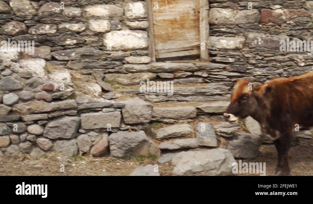 Cow village Stock Videos & Footage - HD and 4K Video Clips - Alamy