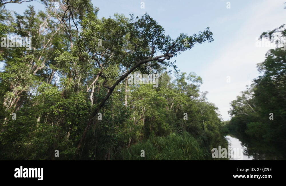 Overhanging trees on river Stock Videos & Footage - HD and 4K Video ...