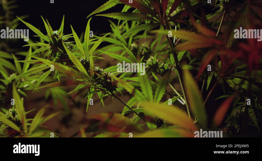Cannabis weed plantation medical marijuana Stock Videos & Footage - HD ...