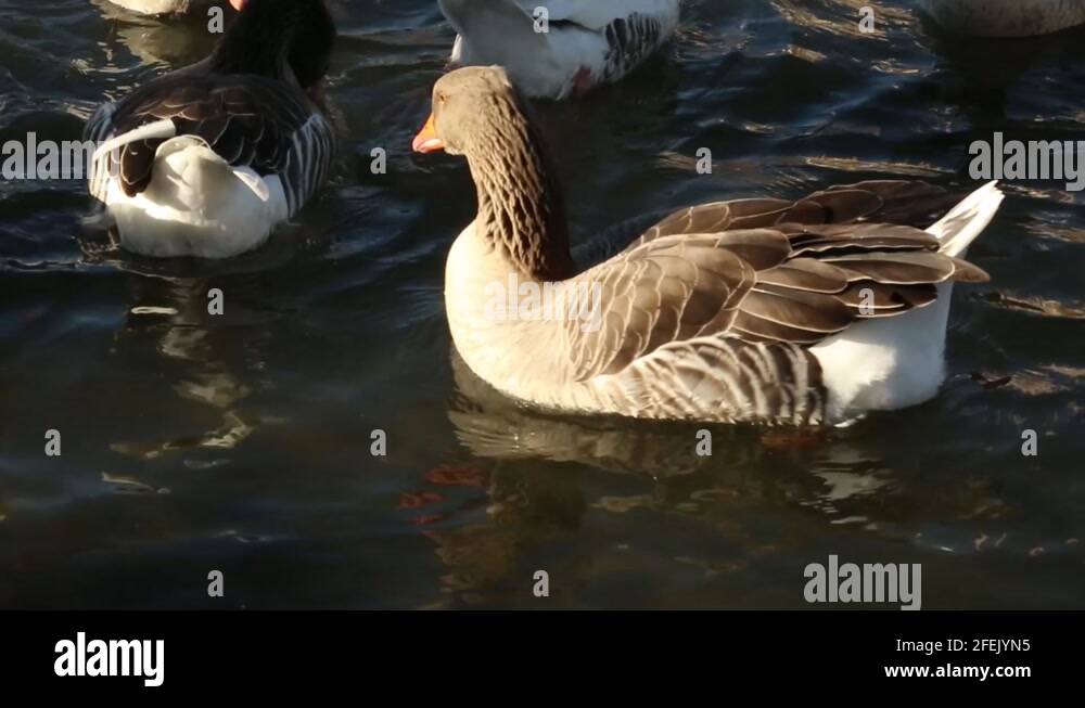 Colorful geese Stock Videos & Footage - HD and 4K Video Clips - Alamy