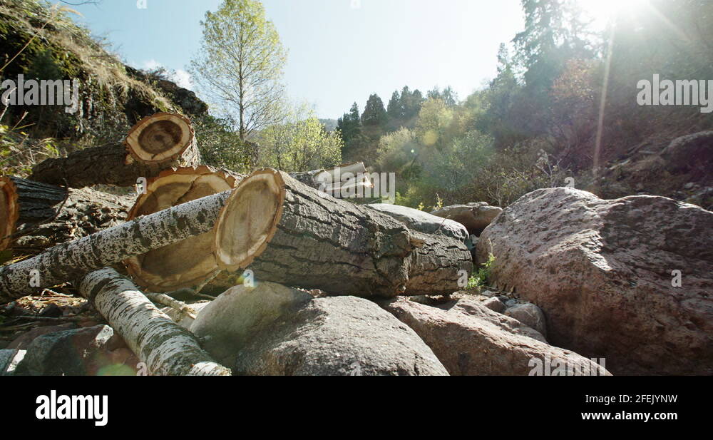 Mass deforestation Stock Videos & Footage - HD and 4K Video Clips - Alamy