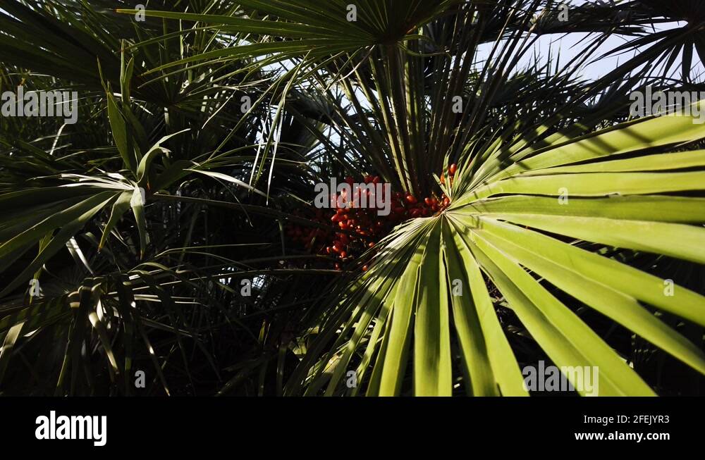 Dwarf fan palm plant Stock Videos & Footage - HD and 4K Video Clips - Alamy