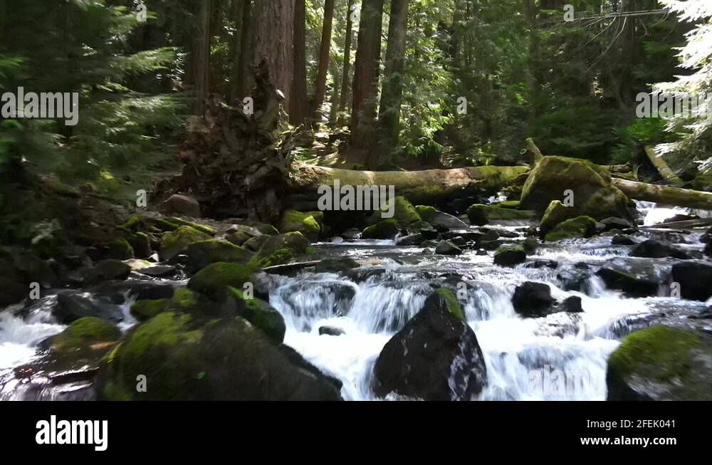 Slowly following upstream a rapidly flowing river in lush green forest ...