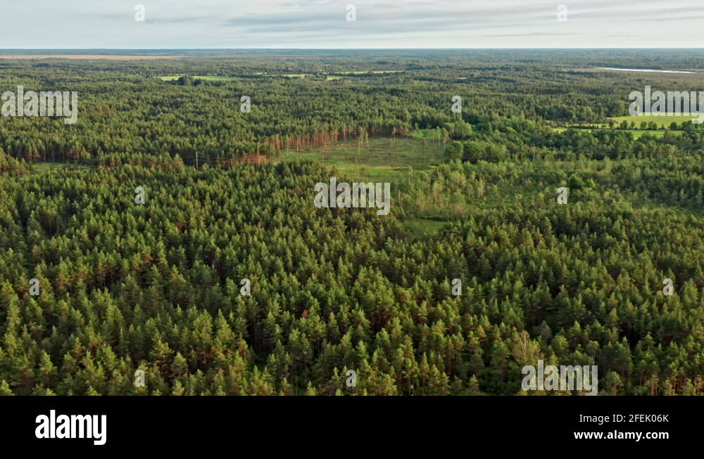 Managed forest Stock Videos & Footage - HD and 4K Video Clips - Alamy