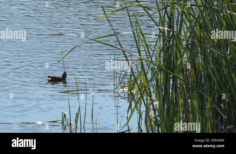 Reed reeds nature park wildlife preserve nature preserve Stock Videos ...