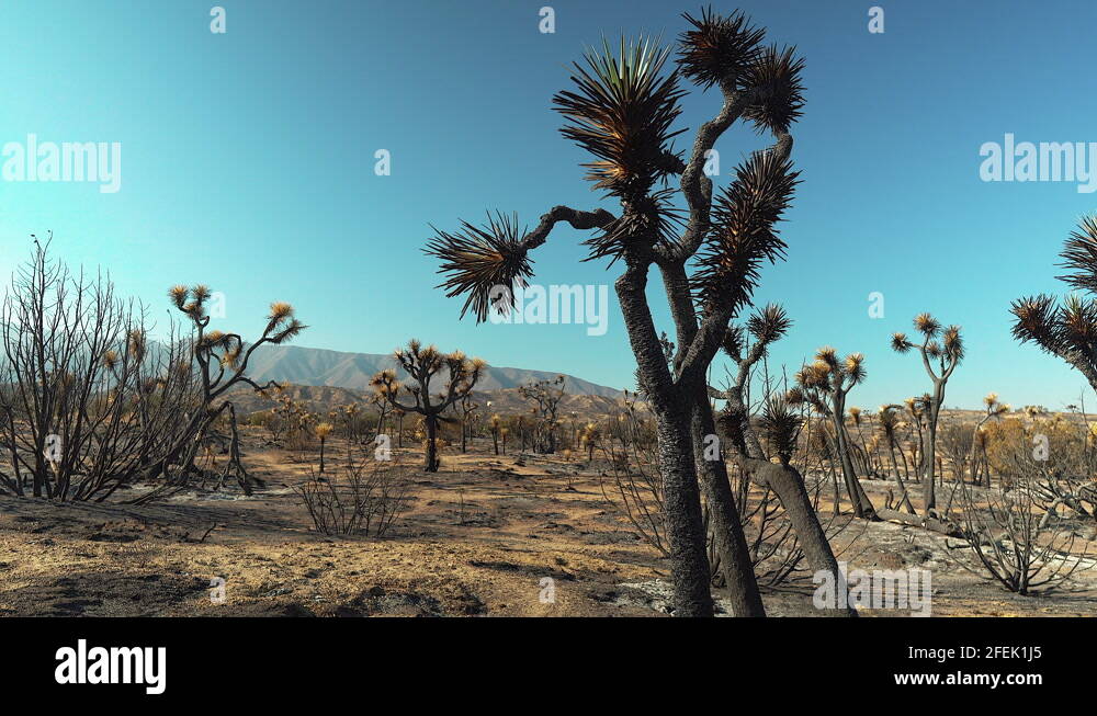 Desert ash tree Stock Videos & Footage - HD and 4K Video Clips - Alamy