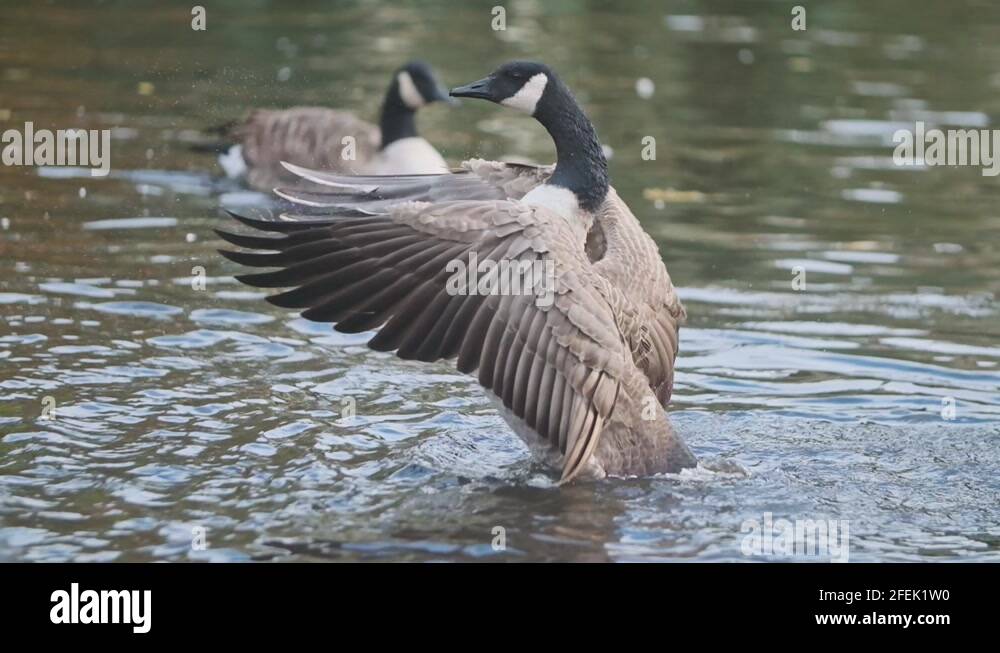 Goose flapping wings Stock Videos & Footage - HD and 4K Video Clips - Alamy