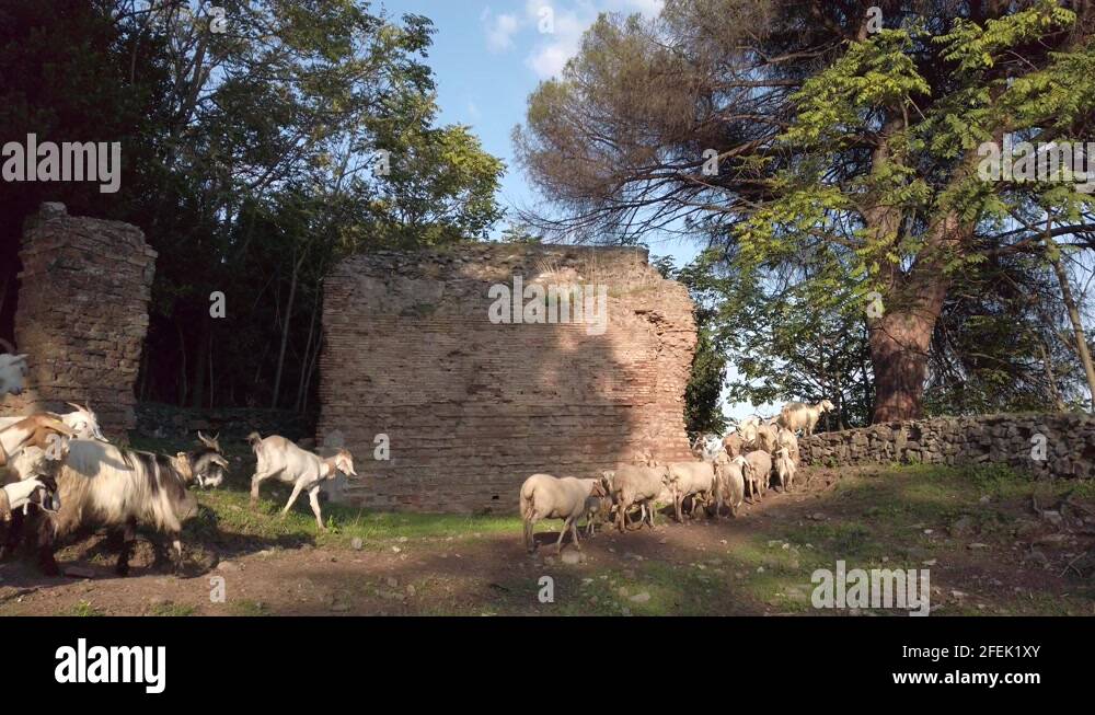 Agriculture in ancient rome Stock Videos & Footage - HD and 4K Video ...