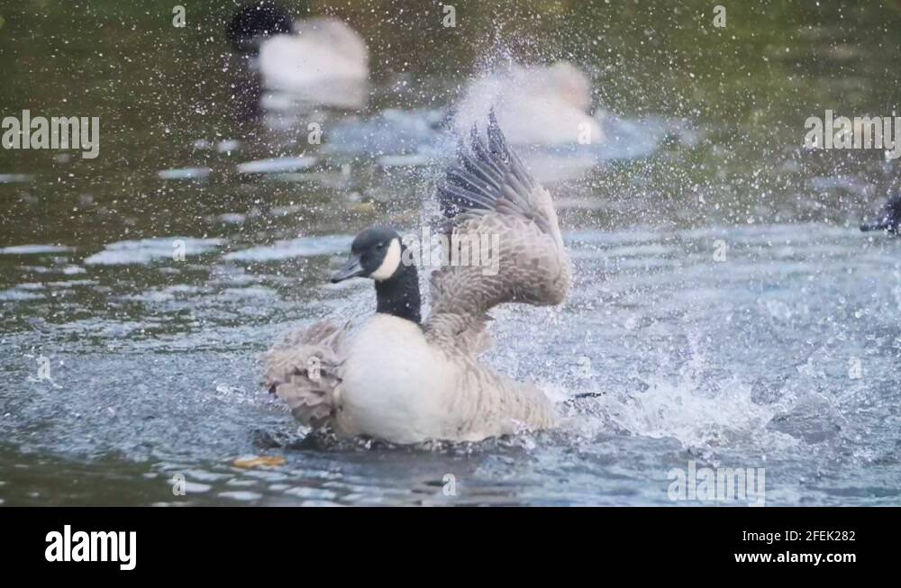Splashing goose Stock Videos & Footage - HD and 4K Video Clips - Alamy