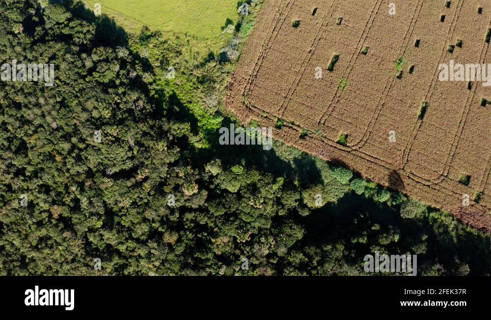 Amazon rainforest food production Stock Videos & Footage - HD and 4K ...