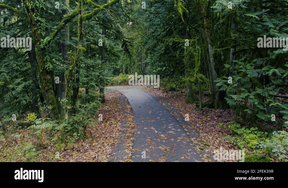 Scary trail Stock Videos & Footage - HD and 4K Video Clips - Alamy